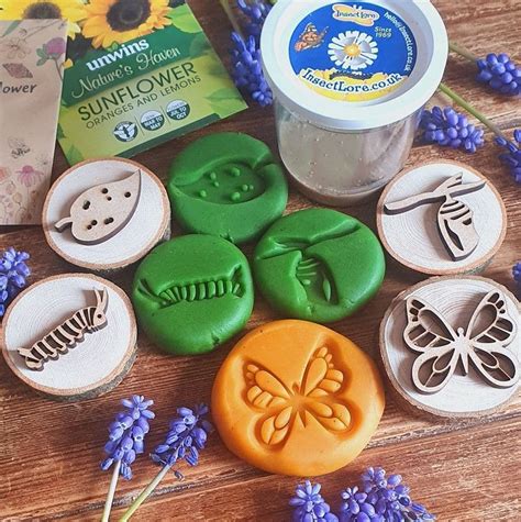 Butterfly Life Cycle Log Slices