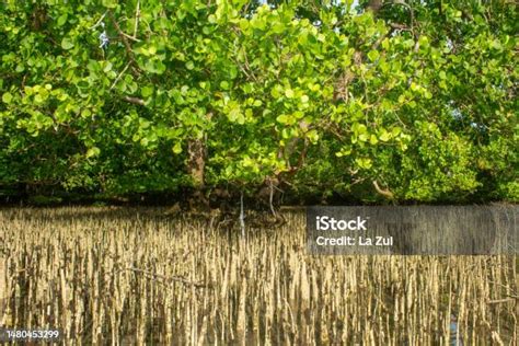 Hutan Mangrove Pohon Bakau Dan Akar Nafas Pohon Mangrove Foto Stok