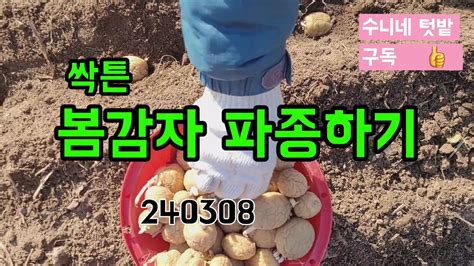 다수확을 위한 봄감자 파종 방법입니다 Youtube