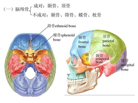 颅骨及其连结 人体解剖学 系统解剖学 Word文档在线阅读与下载 无忧文档