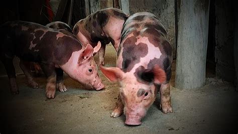 Datos Curiosos Sobre Los Cerdos Raza De Cerdo Pietrain Porcicultura
