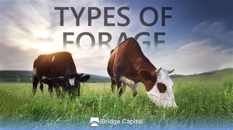 Types Of Forage For Cattle The Key To Healthy Nutrition