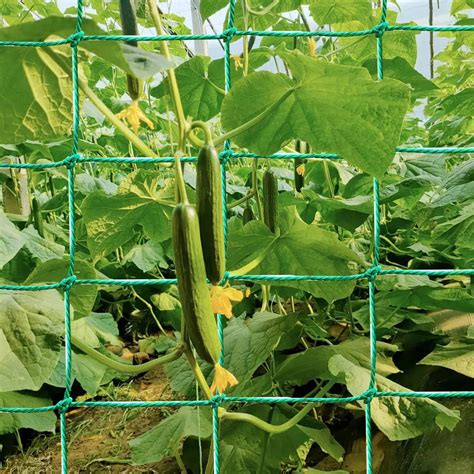 Jiacuix Trellis Netting Trellis For Climbing Plants Outdoor Garden Climbing Plant Heavy Duty