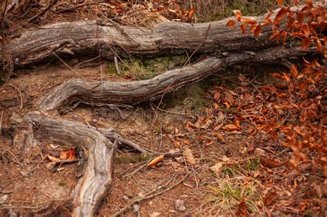 Large Tree Roots On The Ground Stock Image Image Of Background Roots