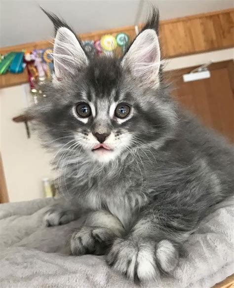 70 Cute Maine Coons Kittens That Are Absolutely Adorable