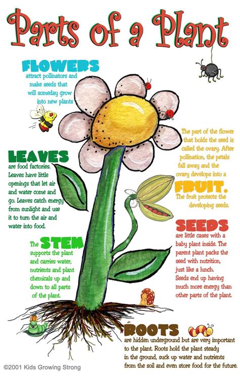 Parts Of A Plant Artofit