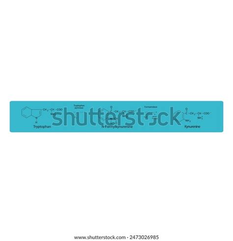 Diagram Showing Biosynthesis Kynurenine Tryptophan Via Stock Vector Royalty Free 2473026985