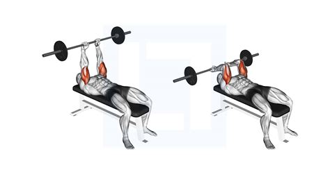 Dumbbell Standing Biceps Curl Guide Benefits And Form