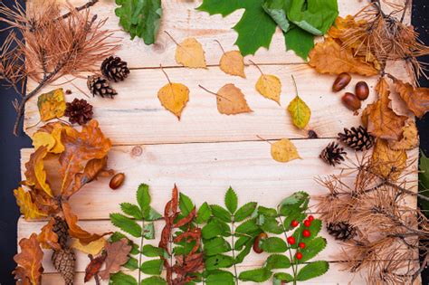 나무 배경 프레임을 건조 하 고 신선한 녹색 잎 가 계절 배너 템플릿 배경 막입니다 소박한 플랫 하다입니다 건조 잎 장식입니다 오렌지 잎 텍스처입니다 가 시즌 상위 뷰 0