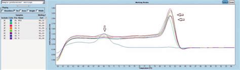 a electrophoretic analysis of amplification mixtures obtained with msp