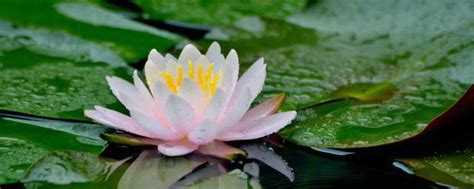 莲花怎么养殖方法 莲花养植技巧 知秀网