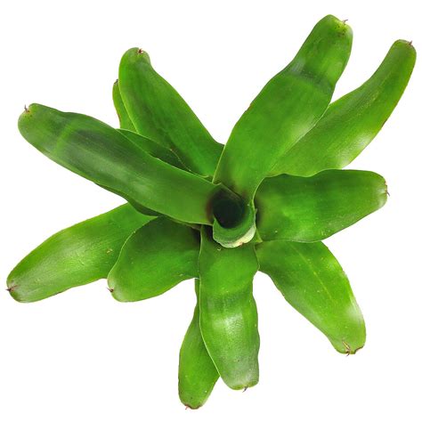 Neoregelia Cassiopea Aquasabi Aquascaping Shop