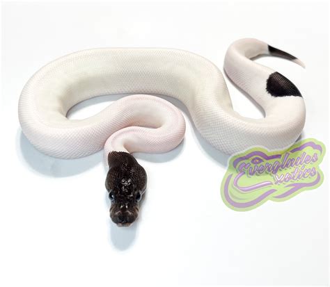 Panda Pied Ball Python By Everglades Exotics Morphmarket
