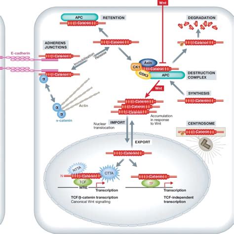 The Life Of B Catenin Within The Cell Newly Synthesized B Catenin Is