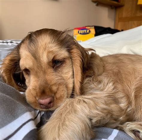 Meet Winnie The Cocker Spaniel That Looks Like A Real Life Disney