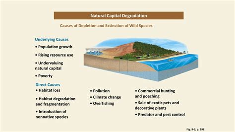 Extinction Causes And Consequences Pptx