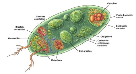 Paramecium Cell Membrane Drawing