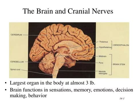 Ppt Gross Anatomy Of The Brain And Cranial Nerves My XXX Hot Girl