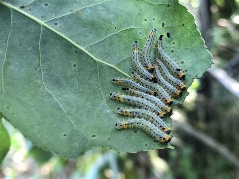 Biosecurity Probe After Pest Found In NZ For First Time RNZ News