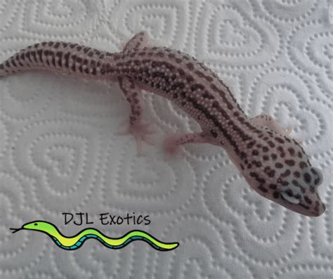 What Is A Mack Snow Leopard Gecko And A Super Mack Snow