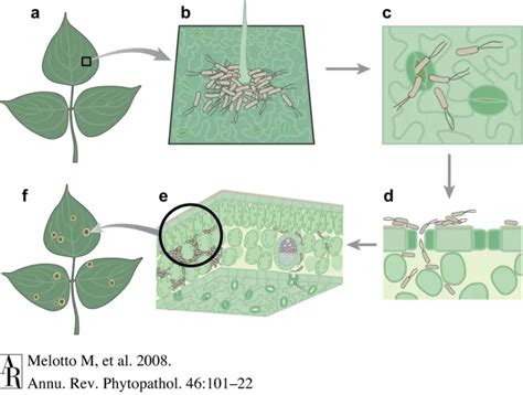 Pathogen Profile Pseudomonas Syringae Healthy Hydroponics