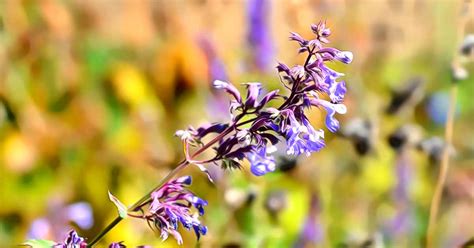 Benefits Of Catnip