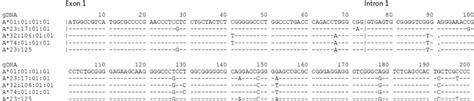 partial nucleotide sequence alignment of the exon 1 intron 1 sequences