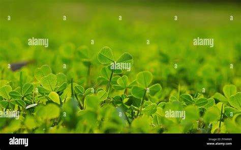 New Young Clover Leaves In Fresh Green Spring Grass With Sunshine Back