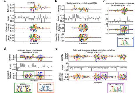 Visualizing The Gradient Correction Sequence Logo Of The Uncorrected Download Scientific