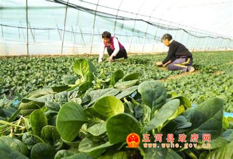 朱顶镇：蔬菜丰收绿意浓五河县人民政府