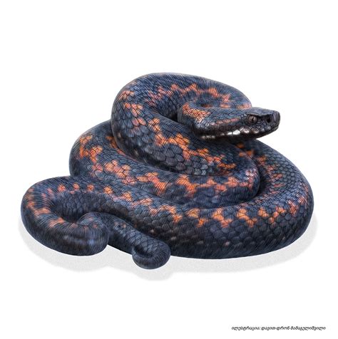 კავკასიური გველგესლა Map