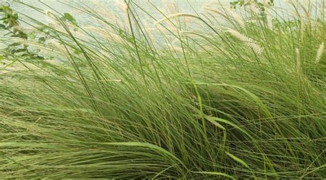 Avoid Planting These 11 Invasive Ornamental Grasses