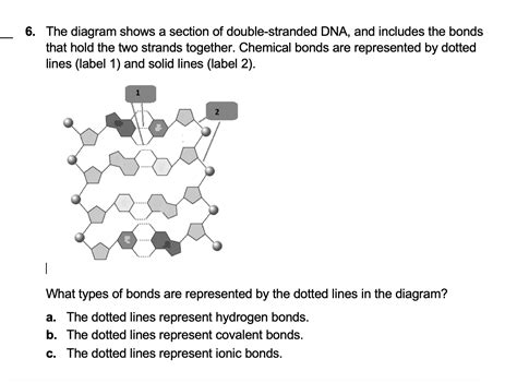 Solved The Diagram Shows A Section Of Double Stranded Dna
