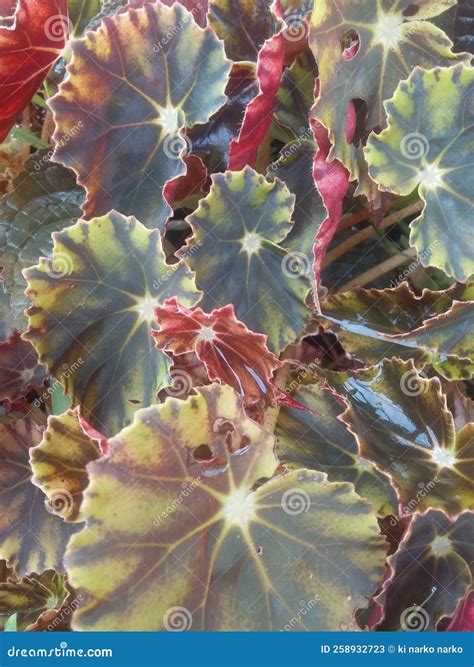 Beautiful Leaf Patern Stock Image Image Of Nature Random 258932723