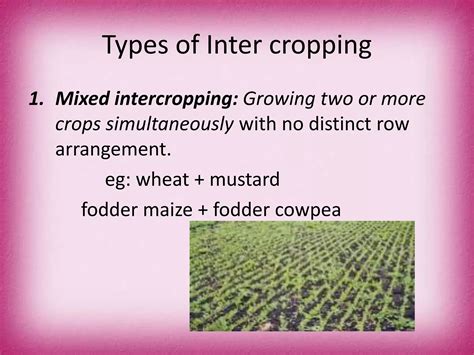 Multiple Cropping Systems PPT