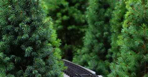 집 밖의 경치 고산 나무 기차 세트 기차 취미 기찻길 녹지 디오라마 레일 모델 트리 모델 풍경 모형 기차 모형 제작 모형 철도 무성한 녹색 미니