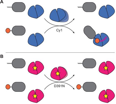 Structural Dynamics Are Critical For Molecular Discrimination And Download Scientific Diagram
