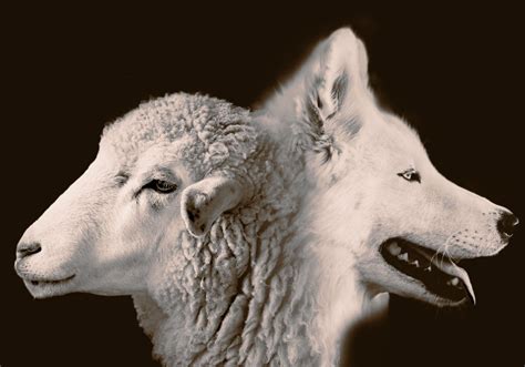 Sheep Among Wolves Sheep Among Wolves Animals Double Exposure