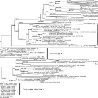 Phylogenetic Tree Inferred Under The Maximum Likelihood ML Criterion Download Scientific