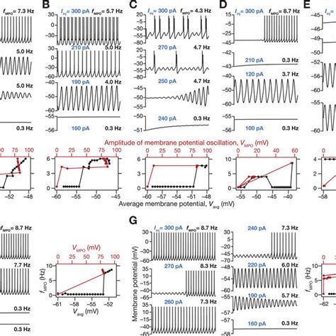 A Multiparametric Stochastic Search Algorithm Yielded Stellate Cell