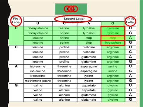 Protein Synthesis Giant Foldable Activity Fold Your Paper