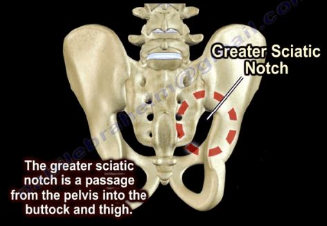 Structures That Pass Through The Greater Sciatic Notch Pelvis