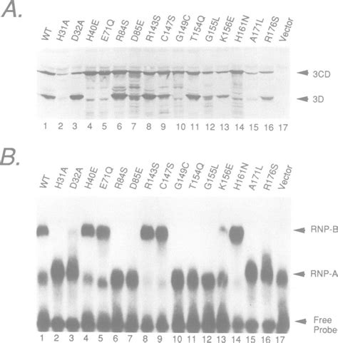 Mapping Rna Binding Domain Within 3cd By Site Directed Mutagenesis