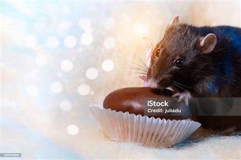 쥐가 생일을 축하하고 밝은 배경에 촛불이달린 케이크를 먹는다 2020년에 대한 스톡 사진 및 기타 이미지 2020년 과체중 귀여운 Istock