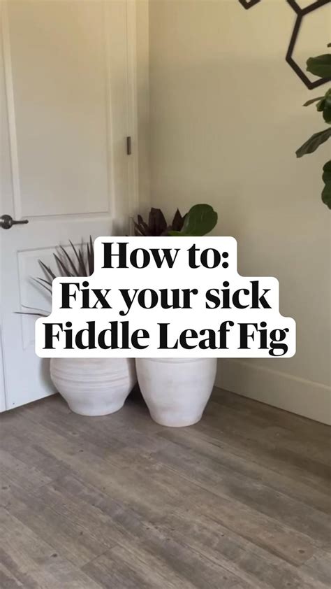 How To Fix Your Sick Fiddle Leaf Fig Artofit