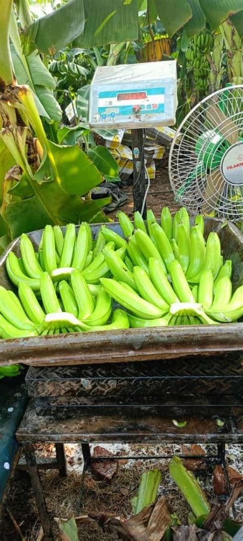 Punit Tiwari On Linkedin Today Harvesting