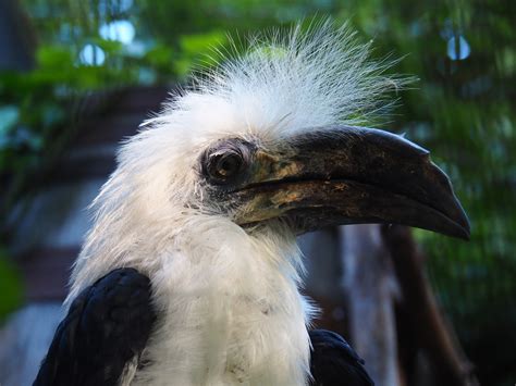 White Crowned Hornbill Berenicornis Comatus Sep 2nd 2018 Zoochat