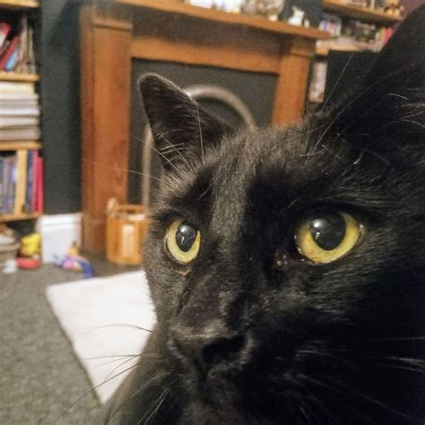 Hedfest The Hedon Festival