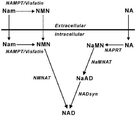 Metabolic Pathways Of The Salvage NAD Synthesis NaAD NA Adenine