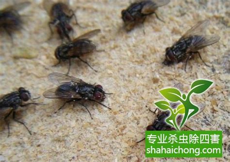学校养苍蝇 隔壁茶室叫苦 蝇类防治 除四害消杀灭虫网